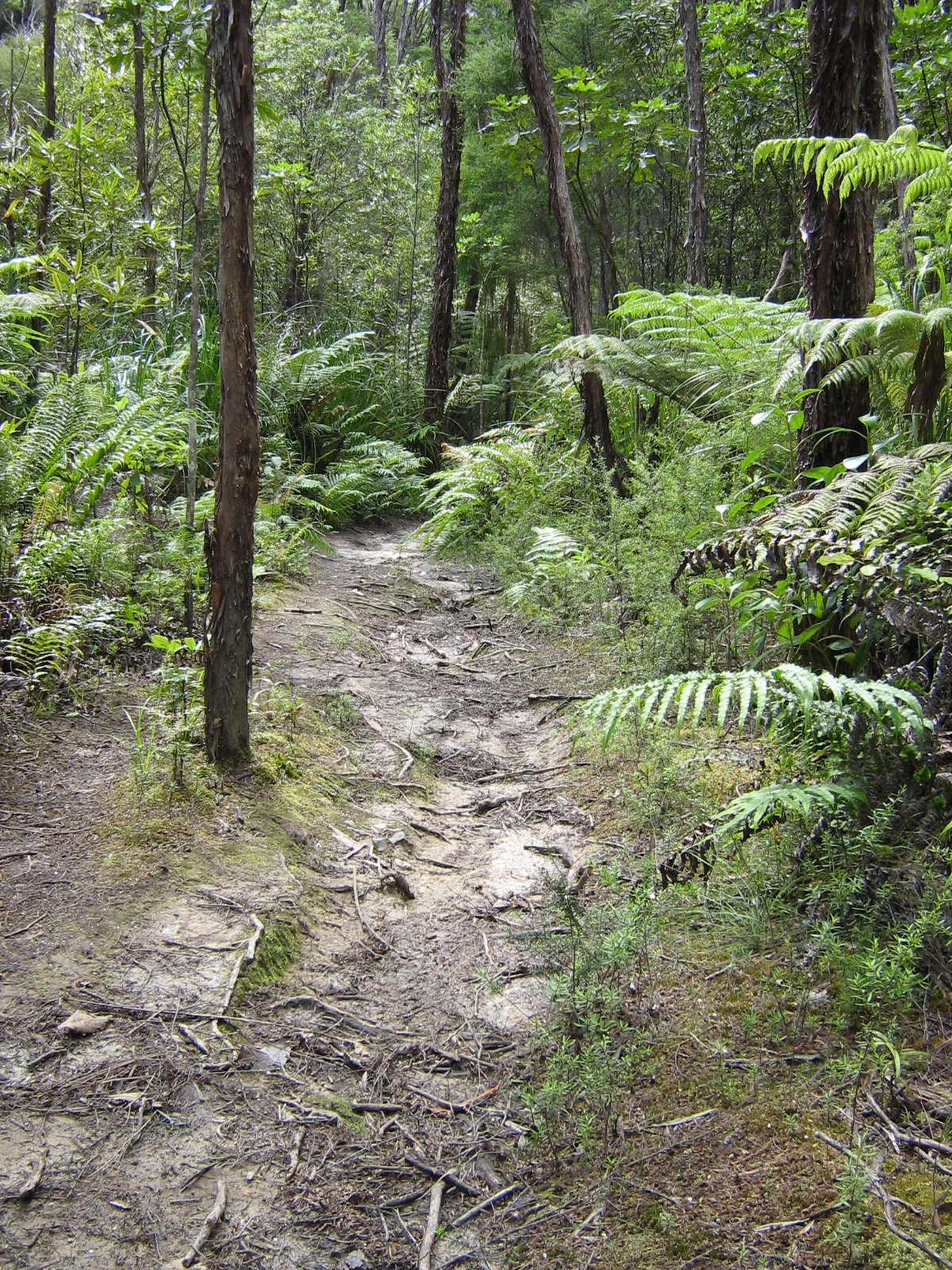 Waitakere Trails: 12 - Walker Kauri and Sharp Bush Tracks (Cascades)