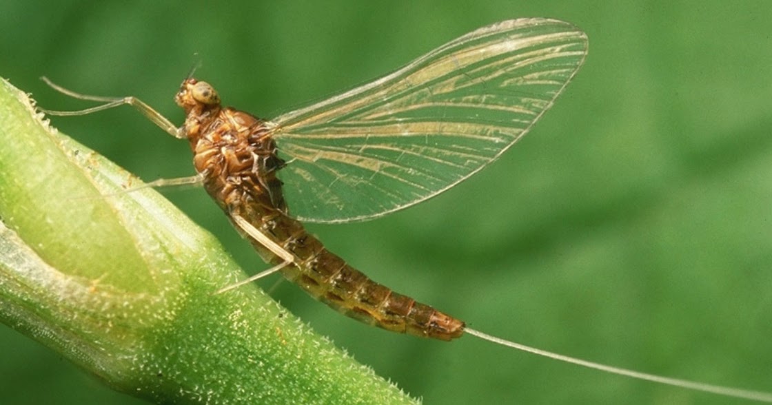 PA Environment Digest Blog: Stroud: Modeling Mayflies To Understand The ...