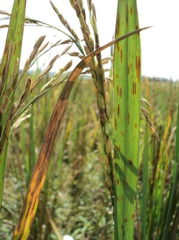 Penyakit BLAS (Pyricularia Oryzae Cav) Pada Taman Padi & Pengendaliannya