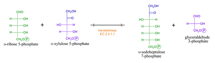 Ruta de las Pentosas-fosfato