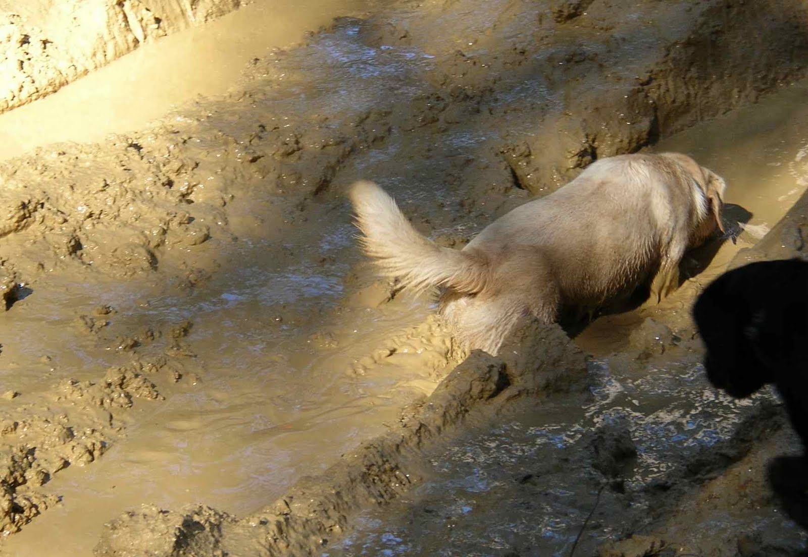 My dog : dogs, mud and water in the Australian bush