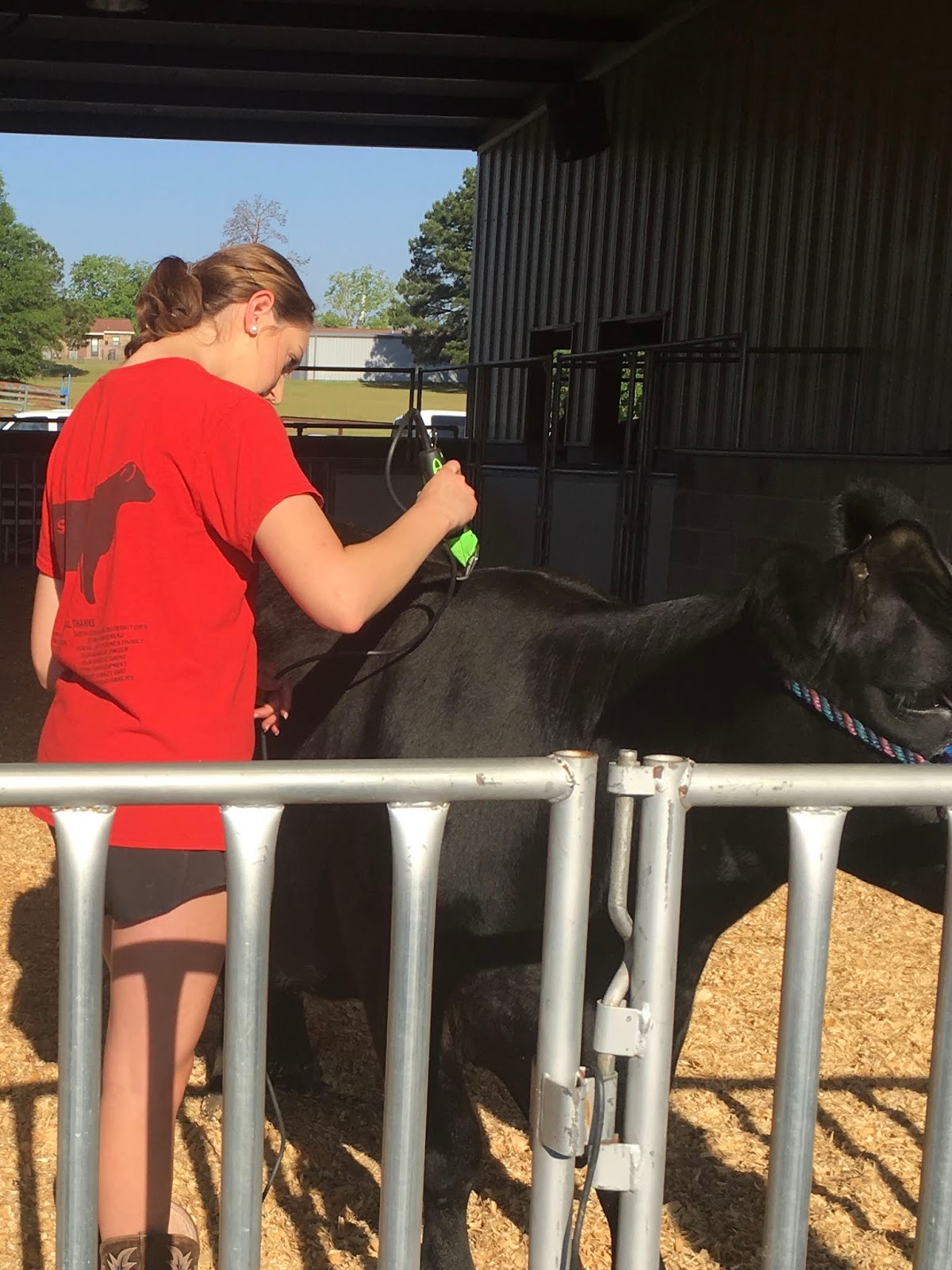 ENGL 1101 20477 Class Blog: A Beginners Guide to Clipping Beef Show Heifers