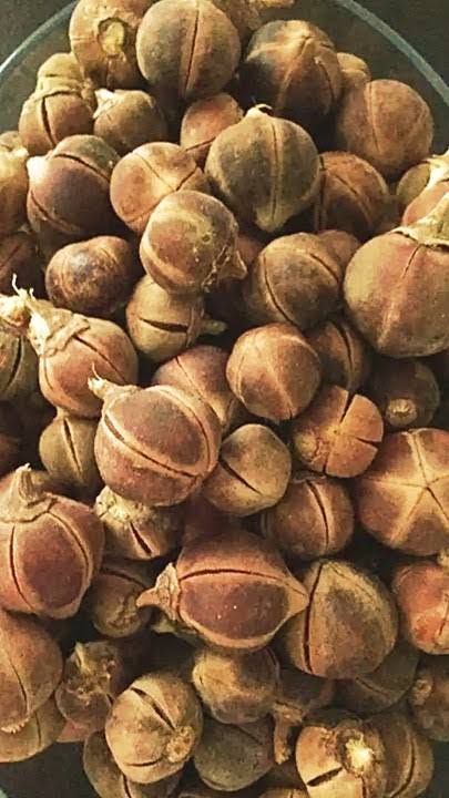 Gorontula: Miracle Plant For Female Sexual Problem