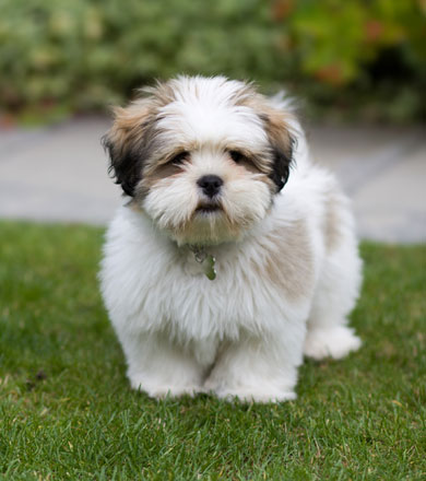 Mundo Canino: Lhasa Apso