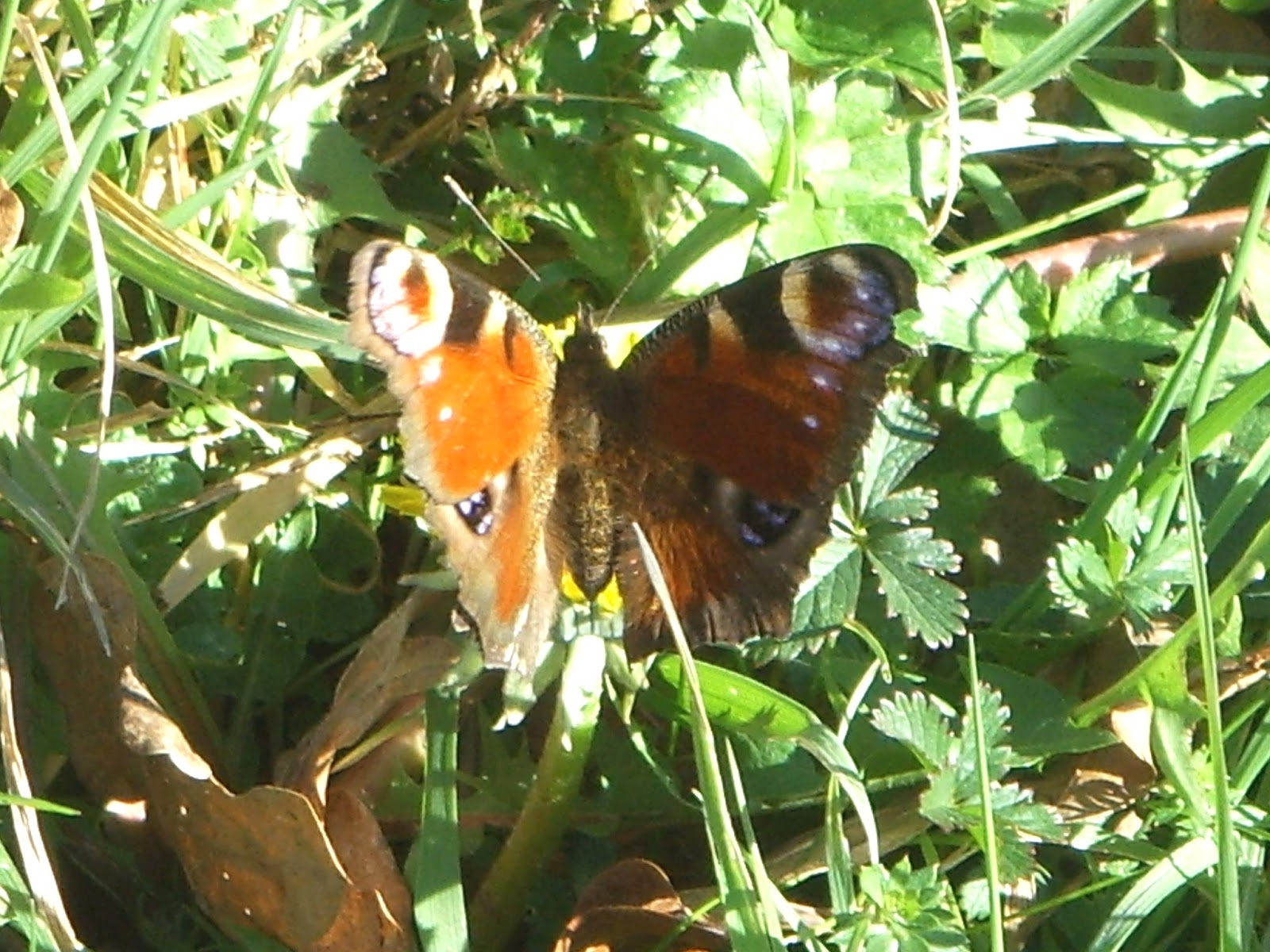 Stella in the Pyrenees : Wordless Wednesday: January Insects
