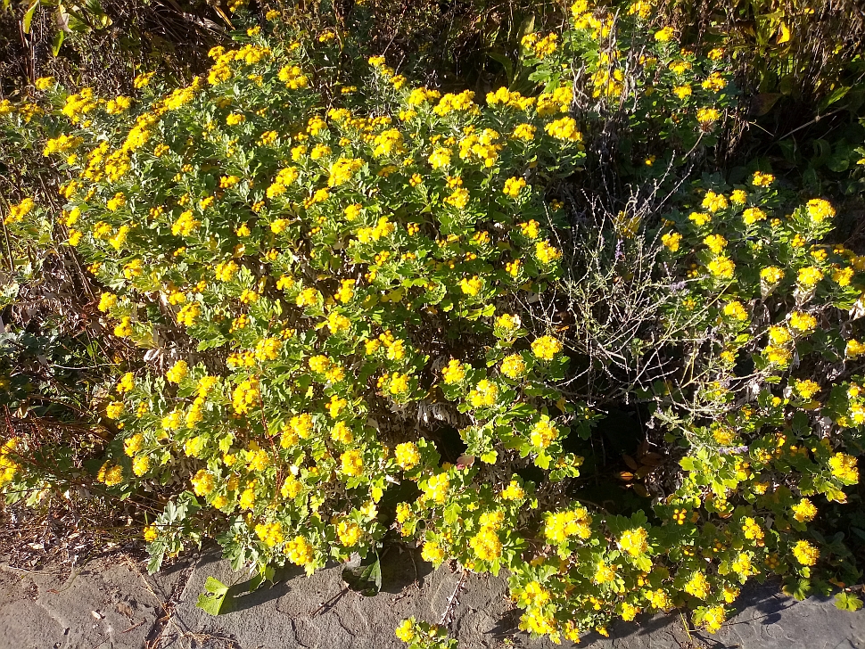 Future Plants by Randy Stewart: Ajania