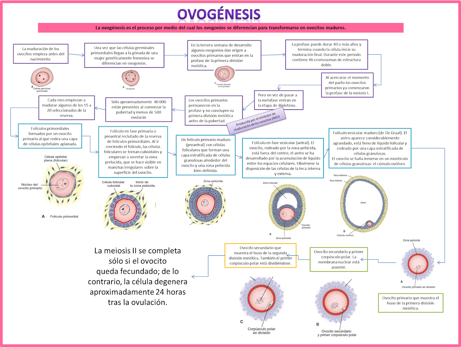 BLOG DE FISIOLOGÍA MEDICA UAS BRIANDA LÓPEZ 4-7: OVOGENESIS