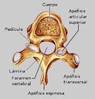 Dr. Jorge Cabrera: La vertebra