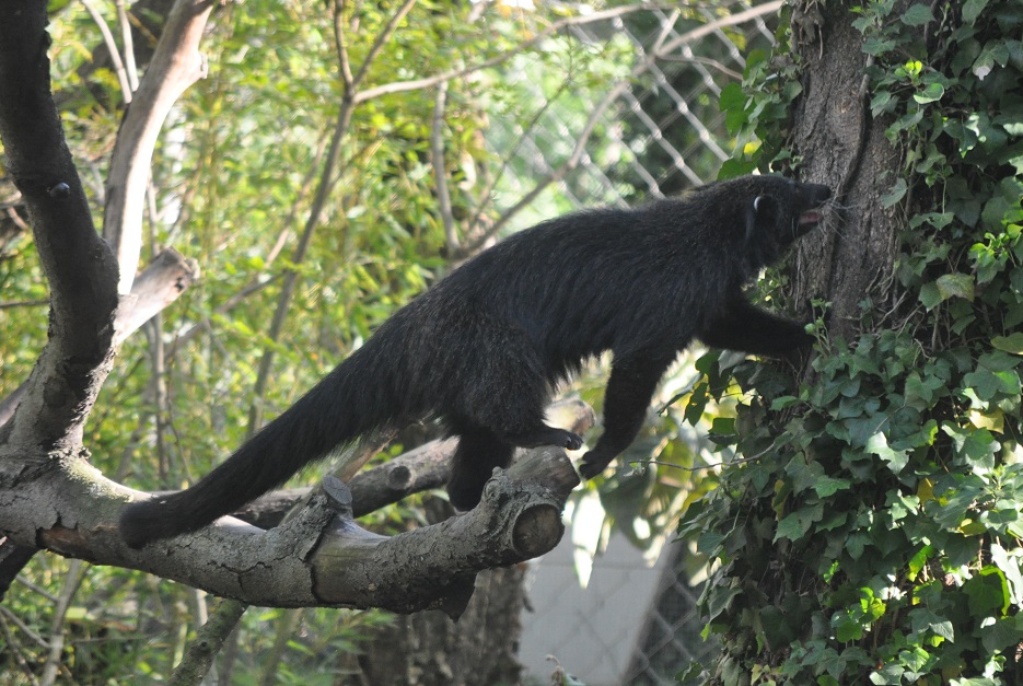 ZOOTOGRAFIANDO (6.100 ANIMALS): BINTURONG / BINTURONG (Arctictis binturong)
