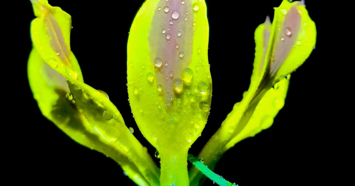 Science: Mitotic Poison, Colchicine