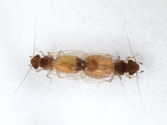 Variety of Life: Psocodea