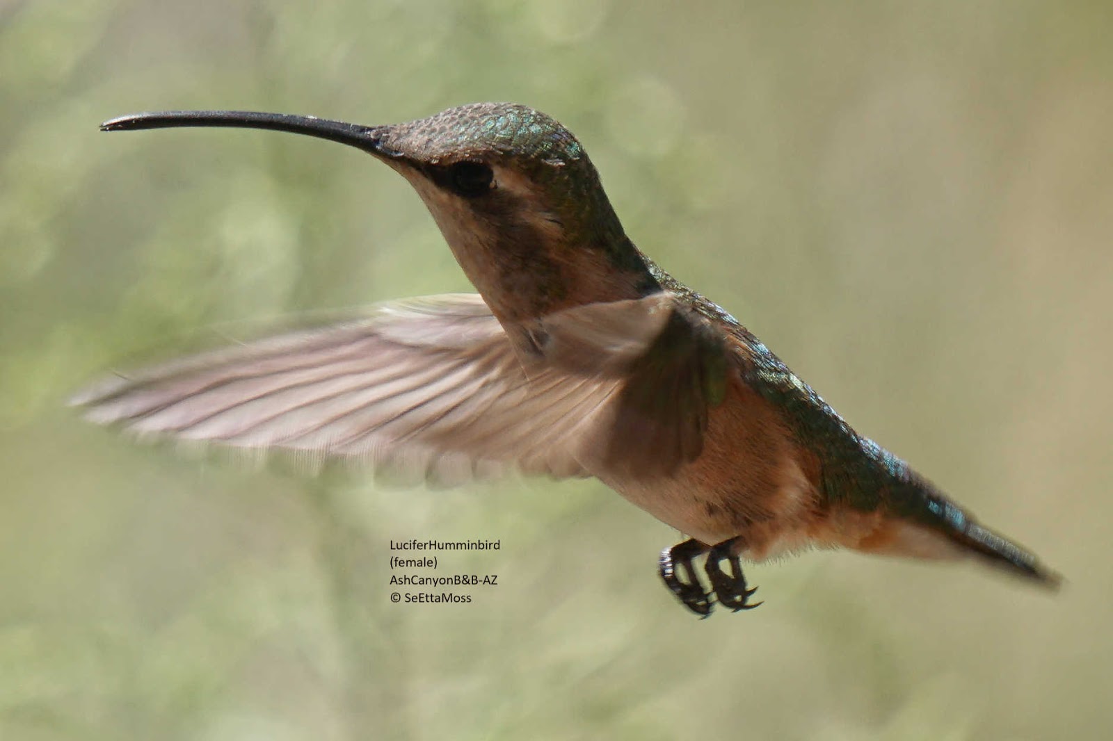 Lady Lucifer Hummingbird