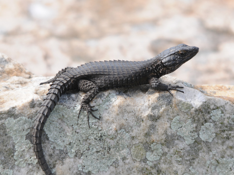 Black Girdled Lizard - Reptiles World