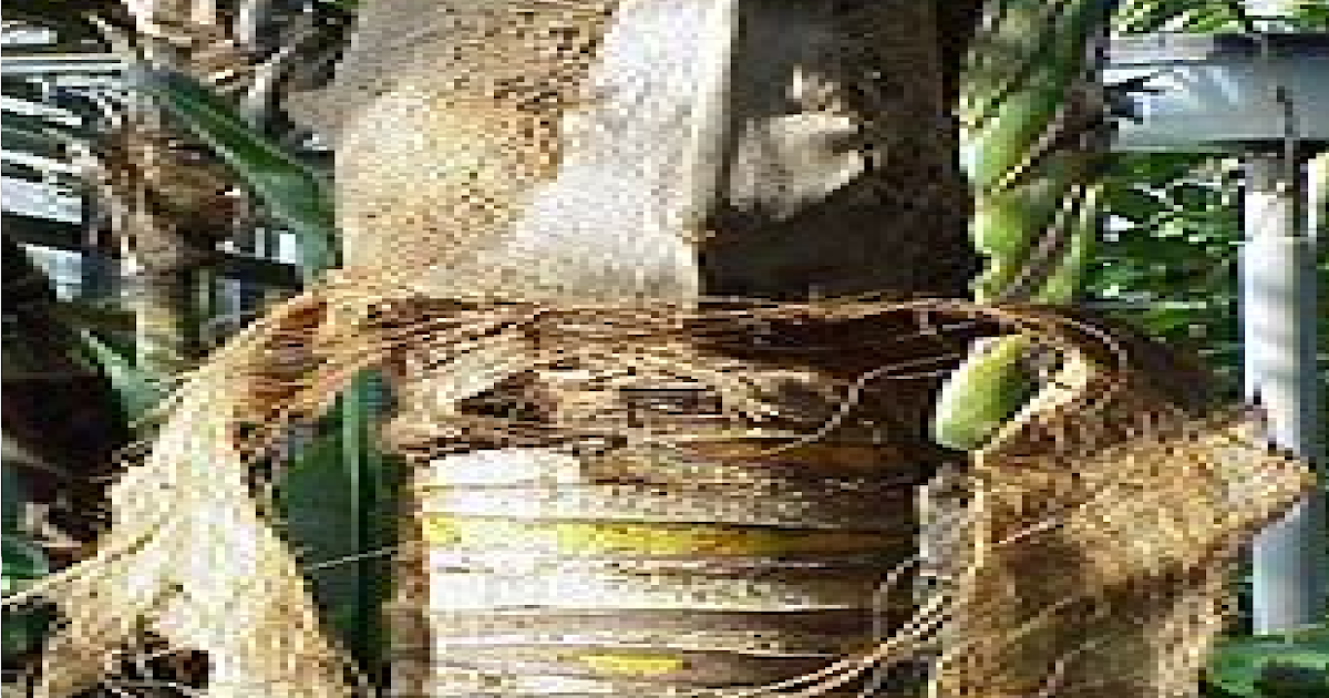 விகடபாரதி: பன்னாடை கேள்விகள்