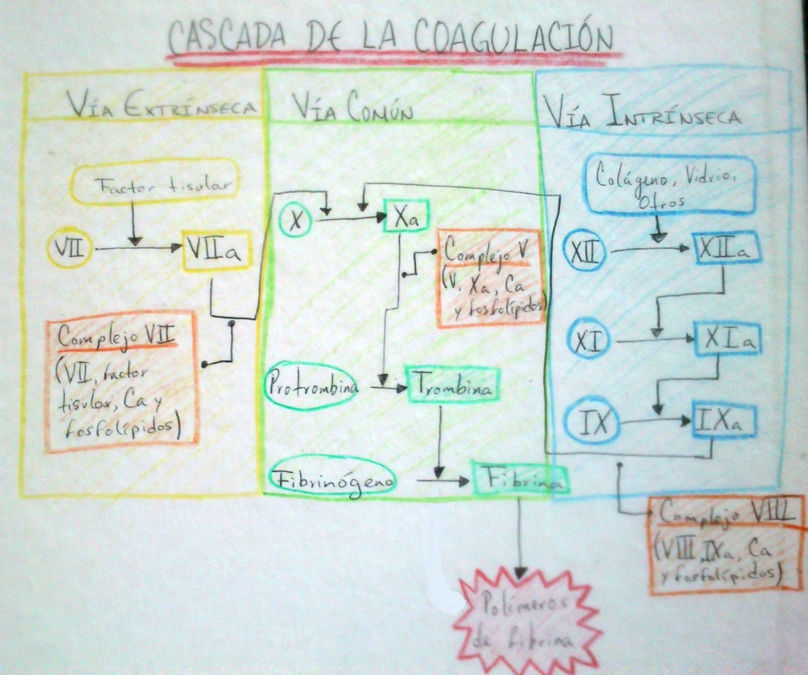 Fisiología Humana: Cascada de la coagulación