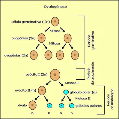 BIOLOGIA 2º ANO: Gametogênese Ovogênese