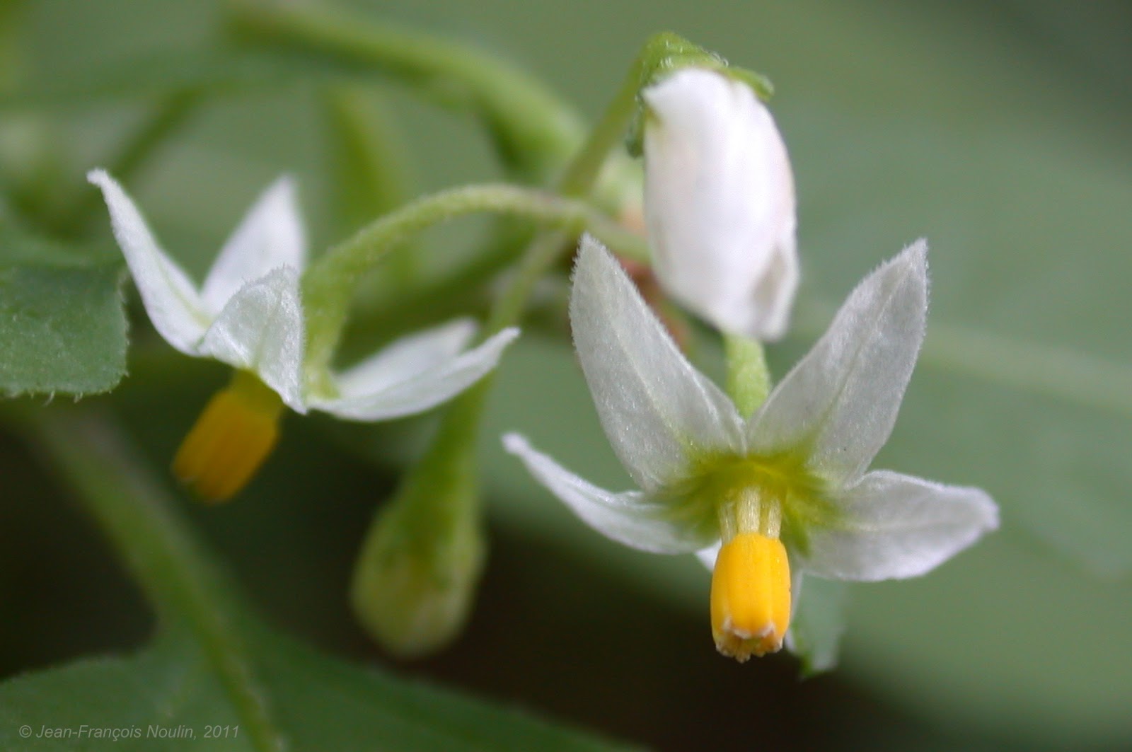 Carnet naturaliste: Morelle noire