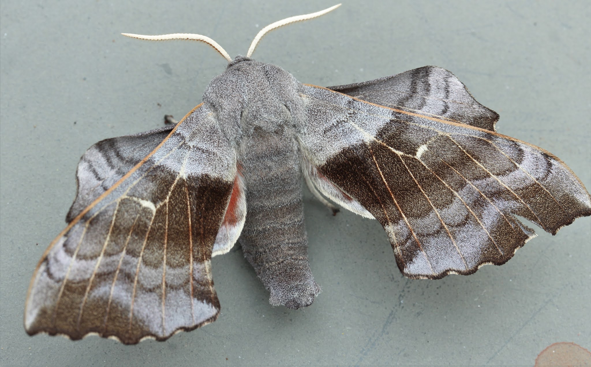 Ceredigion Moths: Poplar Hawk-moth