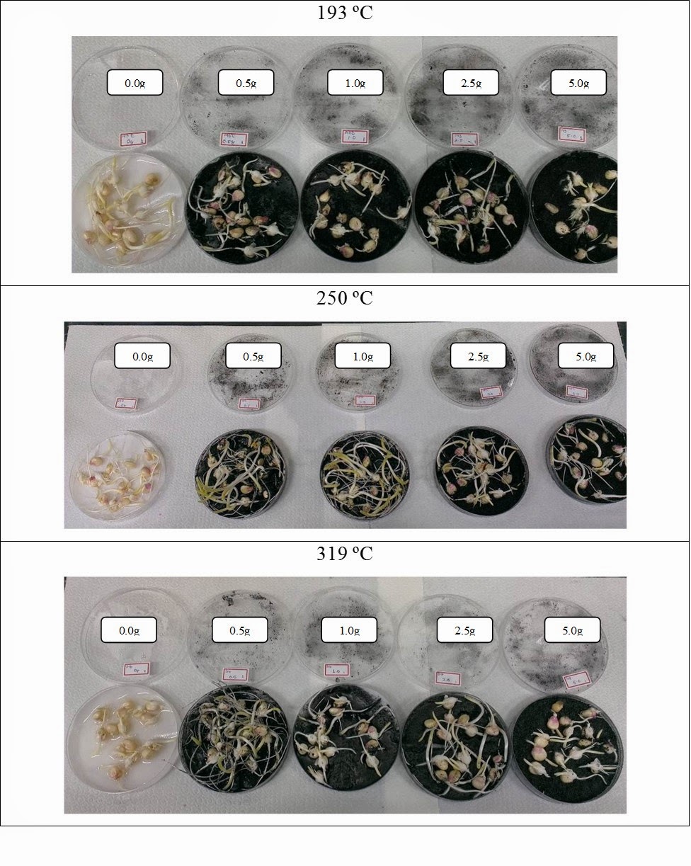 Influence of biochar in seed germination and growth rate (part 2)