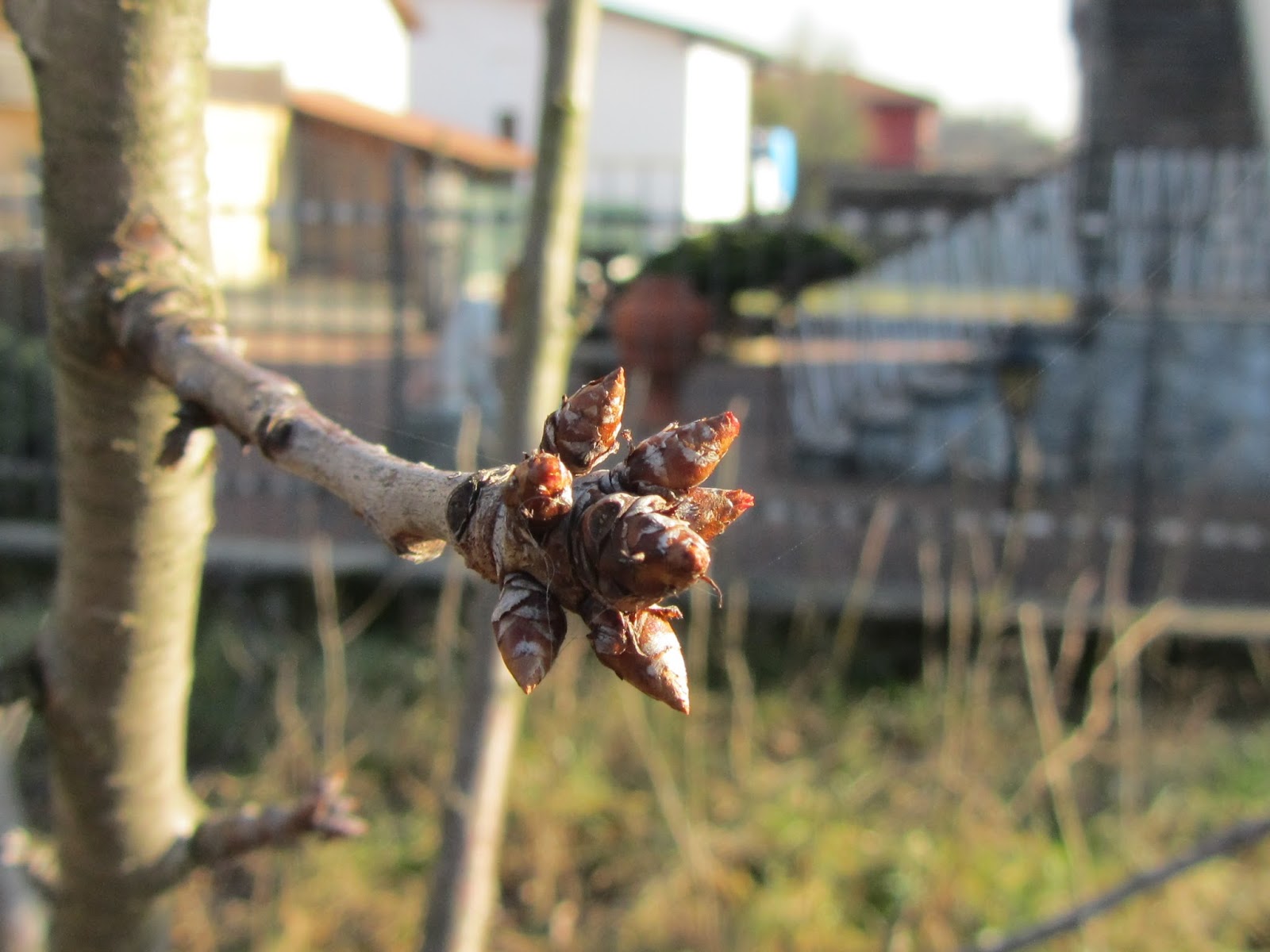 Come Coltivare il Ciliegio (Prunus avium) | Il Gusto Della Natura