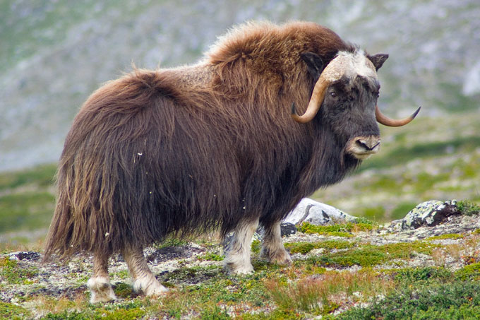 articolidicronaca: Curiosità del Bue muschiato