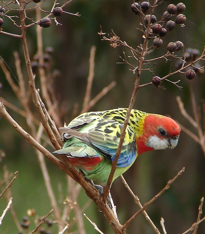 Snap Happy Birding: Eastern Rosella