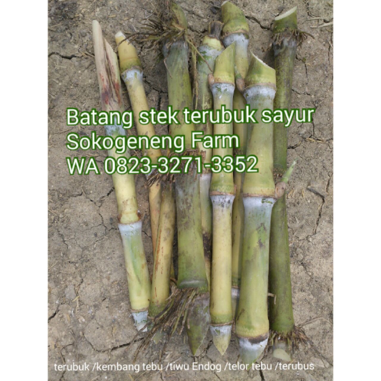 SOKOGENENG FARM & Nursery Lamongan: Batang stek / setek Tebu sayur ...