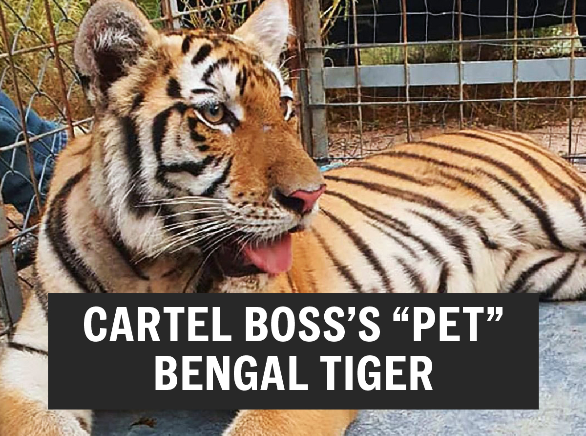 Late Night Raid Leads Entry Team Face To Face With Cartel Boss's Pet ...