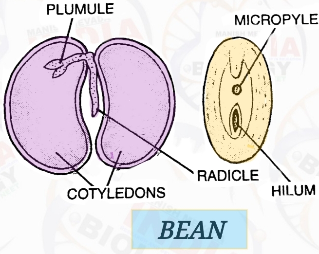 STRUCTURE OF SEED, TYPES & VIABILITY