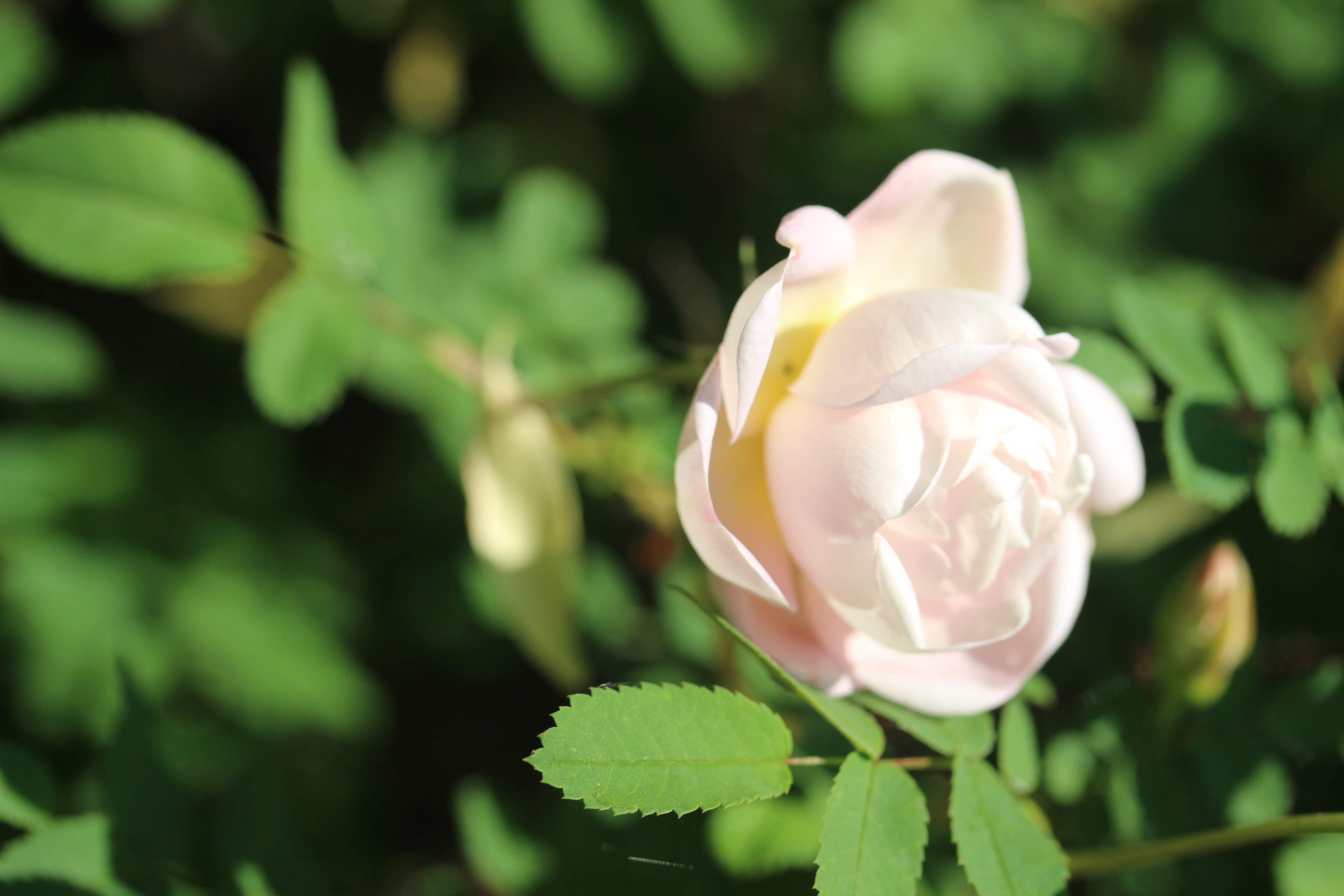 Koivuharjun puutarhasta kuvattua ja kuvailtua: Hurmaavat ruusut