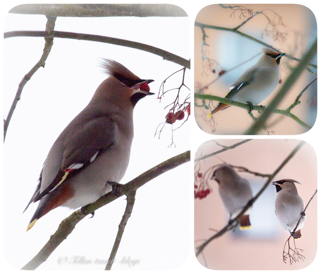 Joulukuun lintukuvat 1