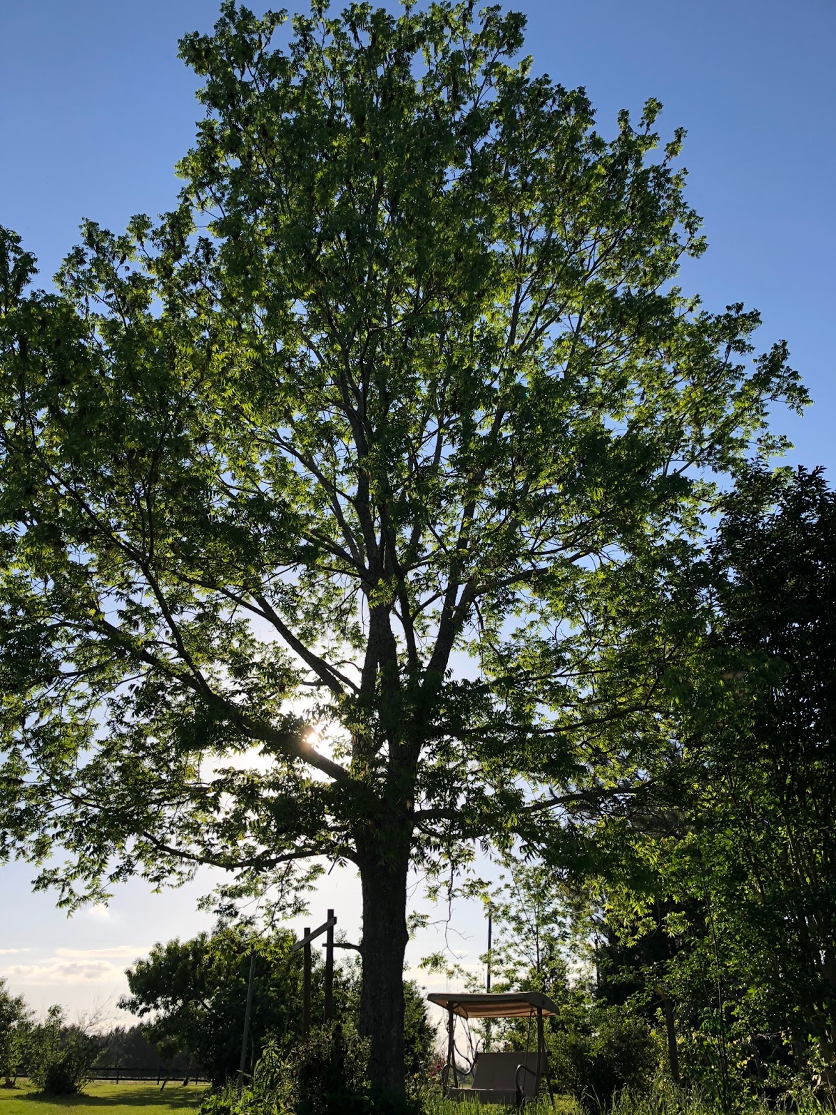 This pecan tree is loaded with baby pecans....
