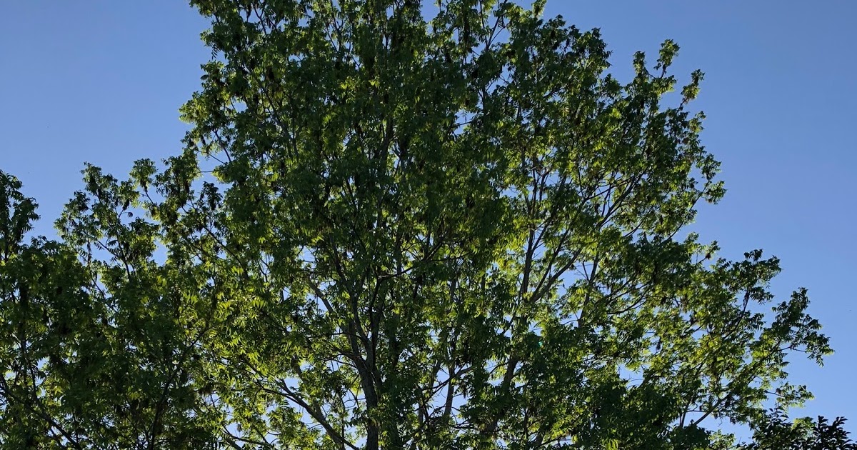 This pecan tree is loaded with baby pecans....