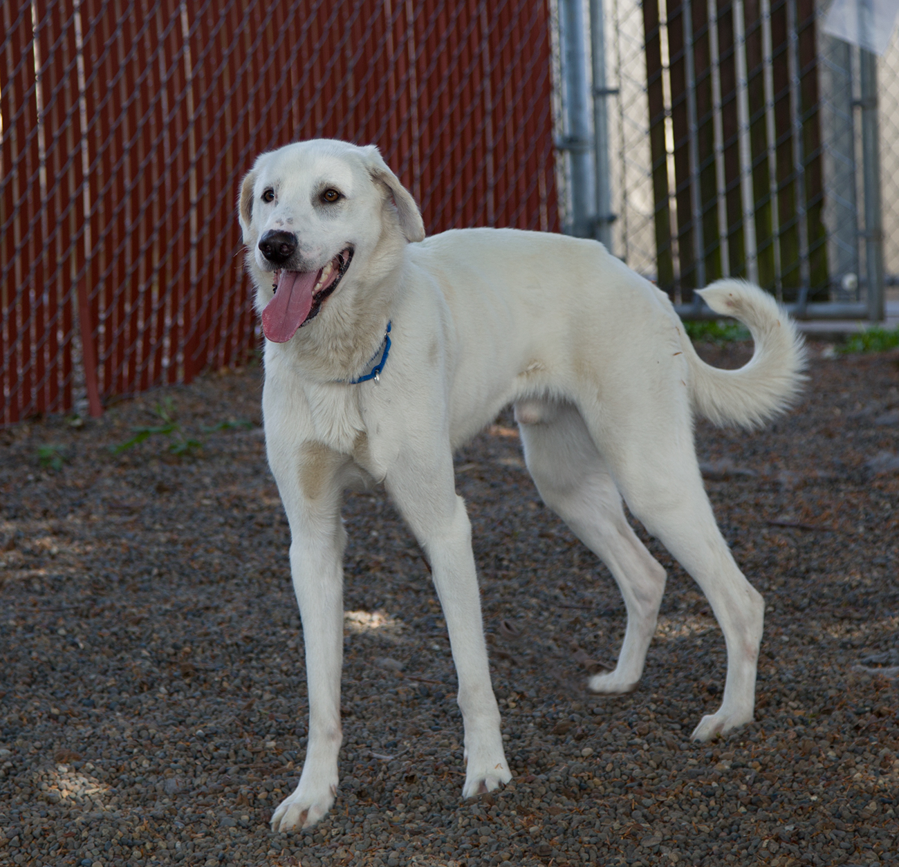 Does The Akbash Grow Big