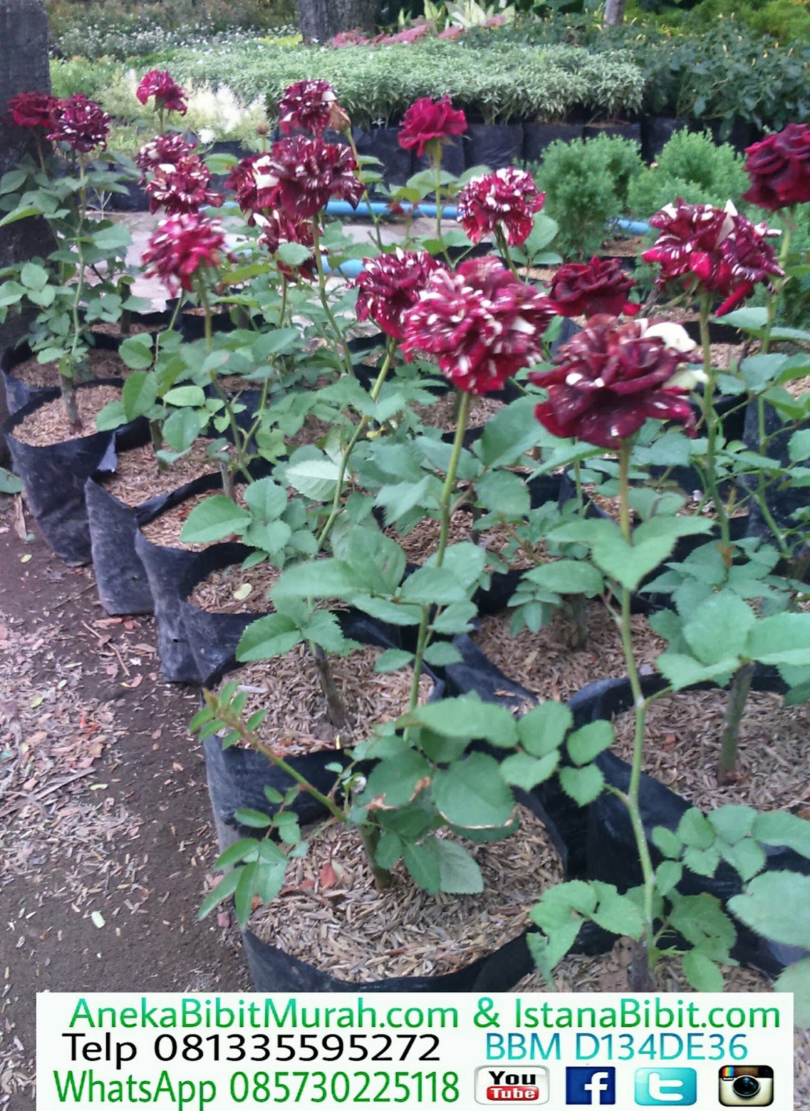 Jual Bibit Bunga Mawar Murah - Jual Bibit Mawar Hitam - BIBIT TAMAN ...