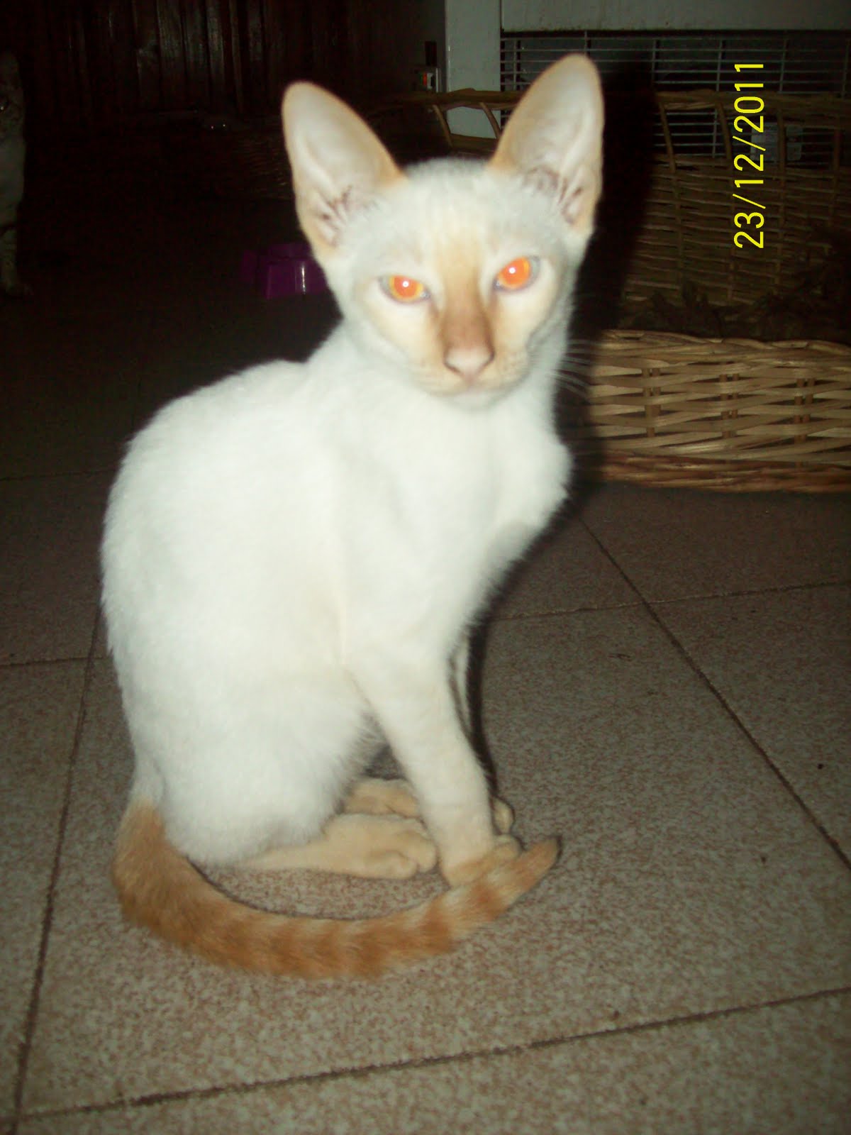 ATRAPASUEÑOS CATTERY GATOS SIAMESES:: PURO FUEGO, SIAMES RED POINT: