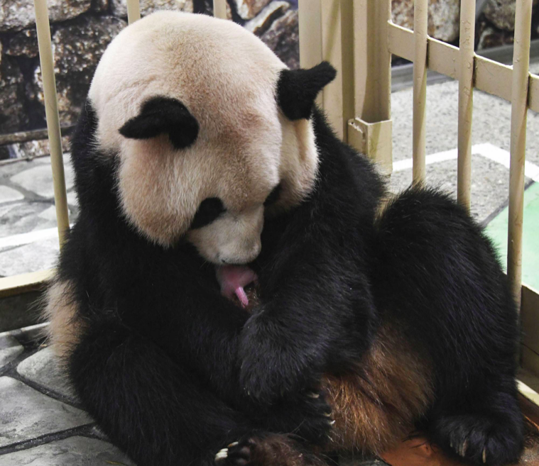 Hokkaido Kudasai: New Baby Panda in Japan