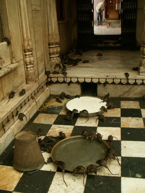 The Holy Rats of Karni Mata | The Ark In Space