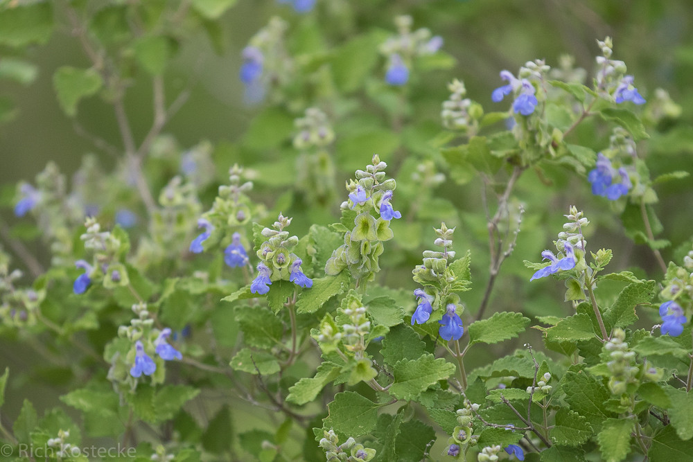 Salvia ballotiflora - Shrubby blue sage - Mejorana care and culture ...