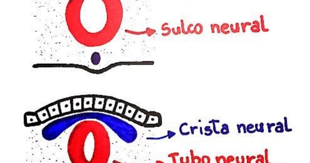 Crista neural e formação do tubo neural na fase embrionária
