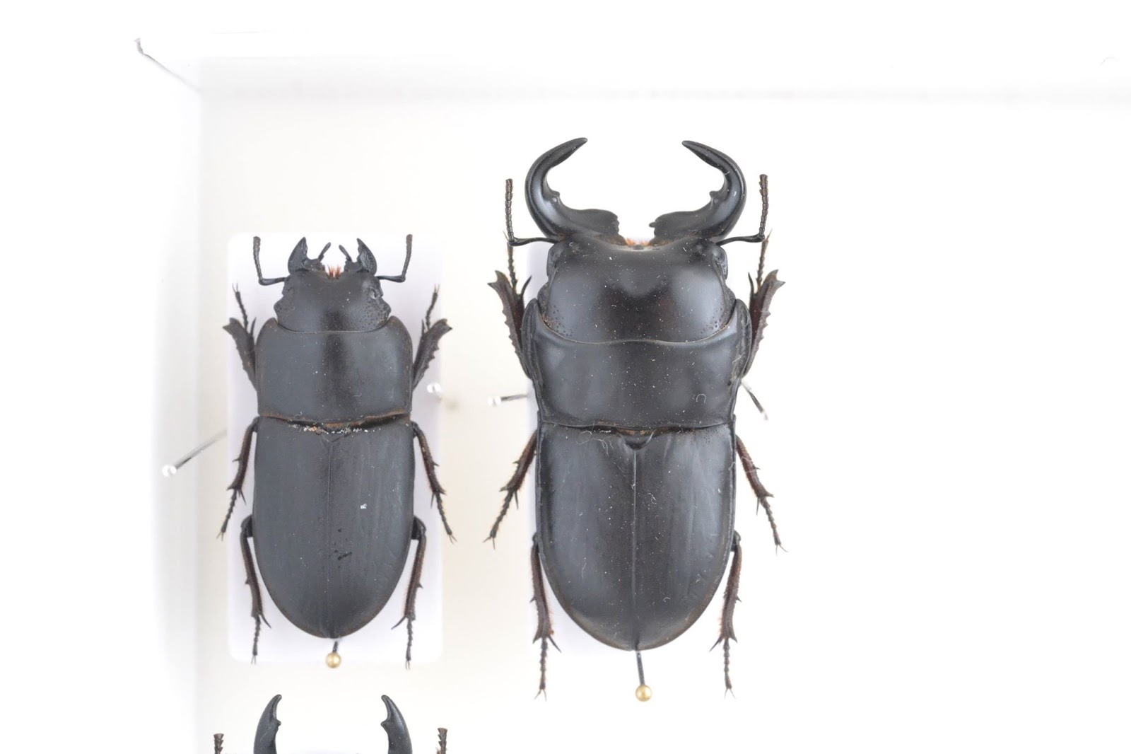Catalogue of Organisms: The Barrington Tops Stag Beetle