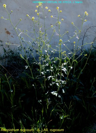 Flora silvestre de Ateca: Rapistrum rugosum rugosum.