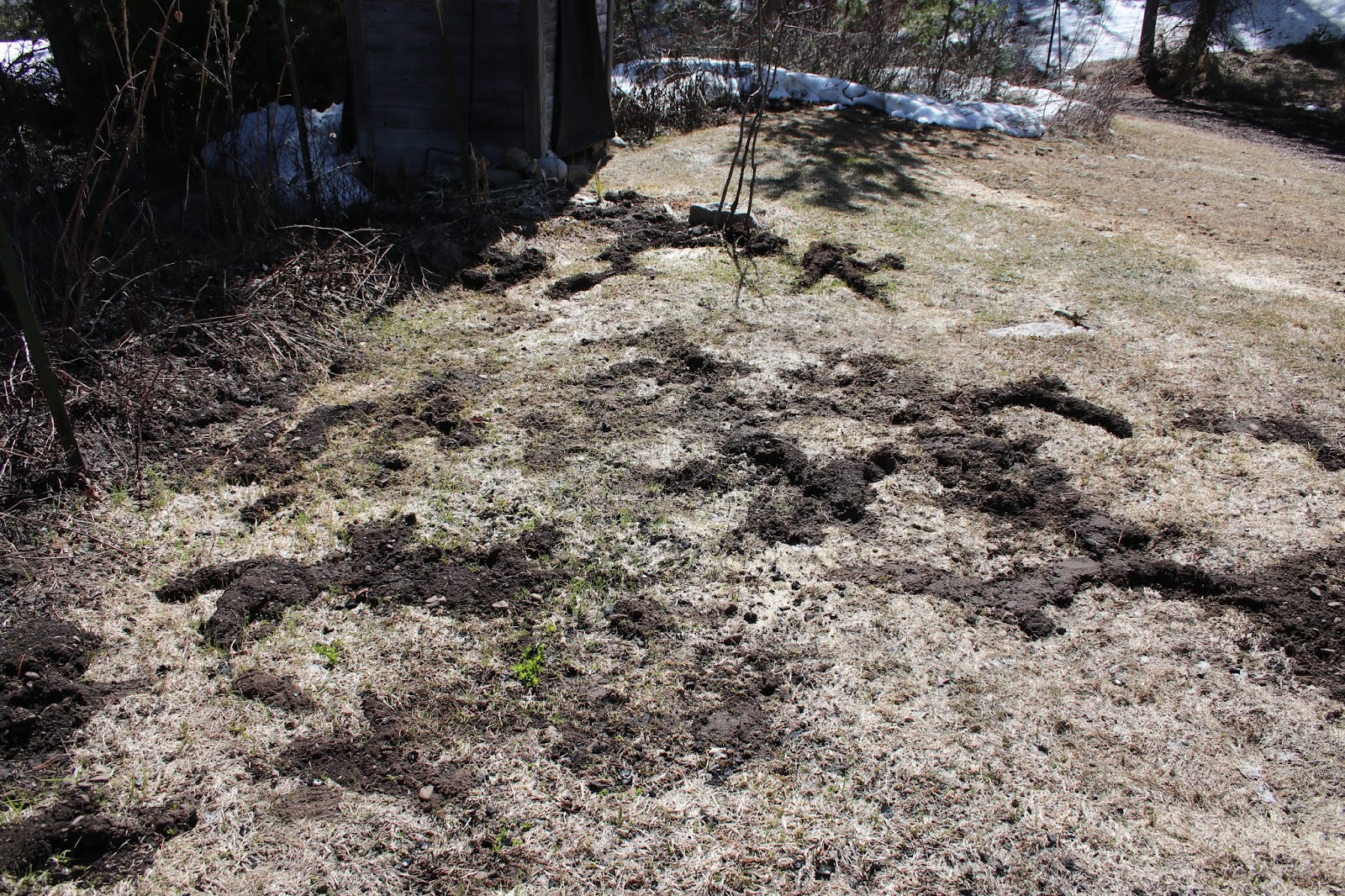 Fy Nyth...: Tiny House Garden - Is the Gopher Proofing Working?