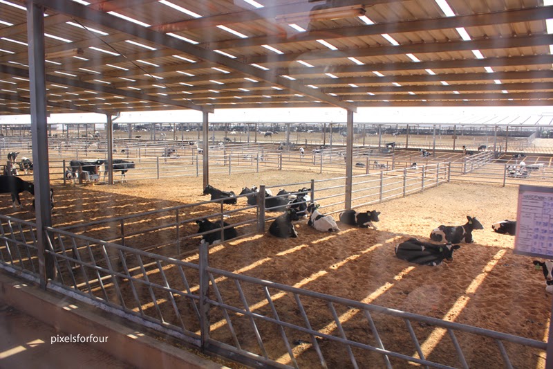 Almarai Dairy Farm and Factory Visit