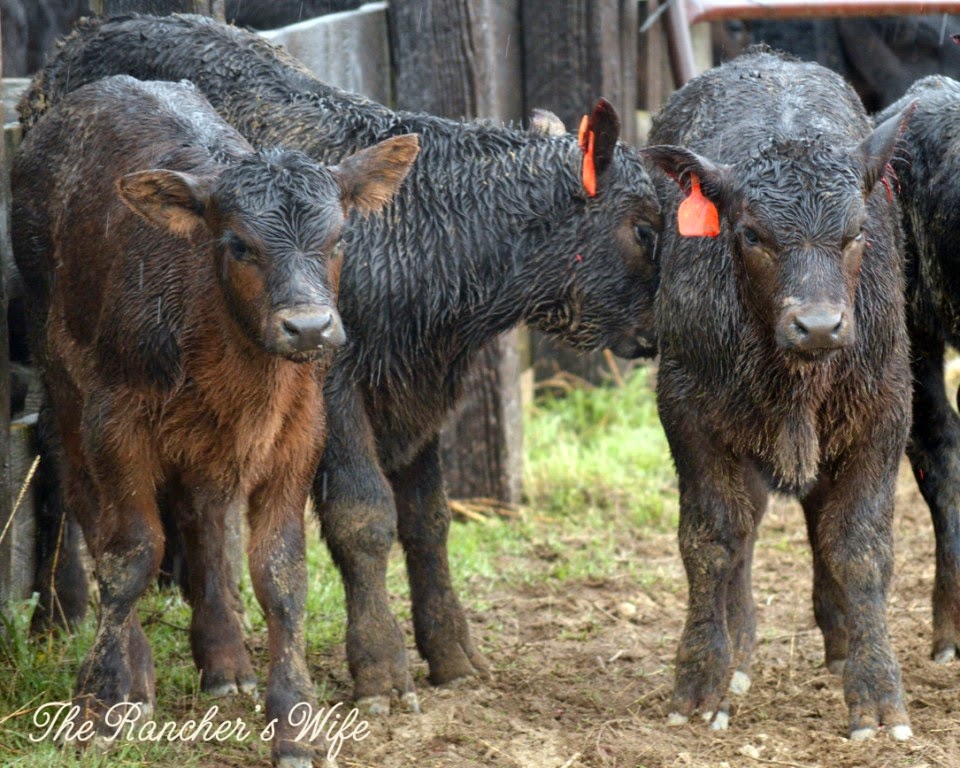 Days of Branding: Marking the calves - The Idaho Rancher's Wife