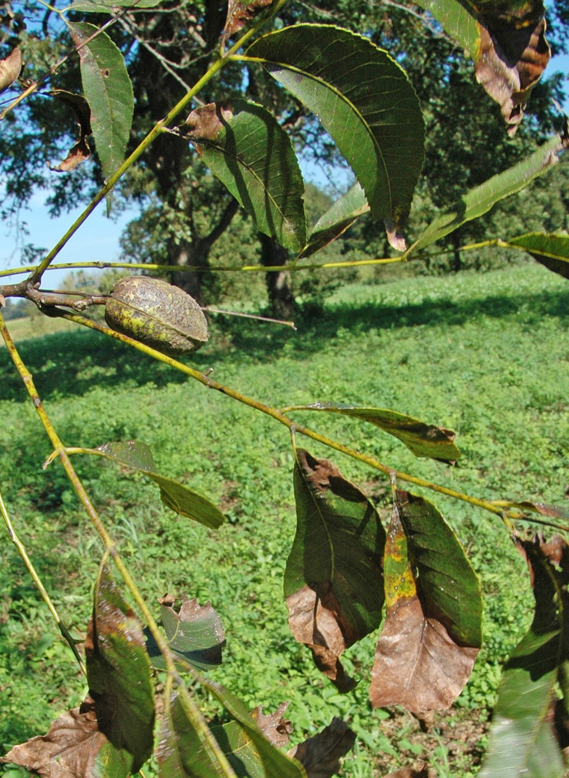 Pecan Nut Disease