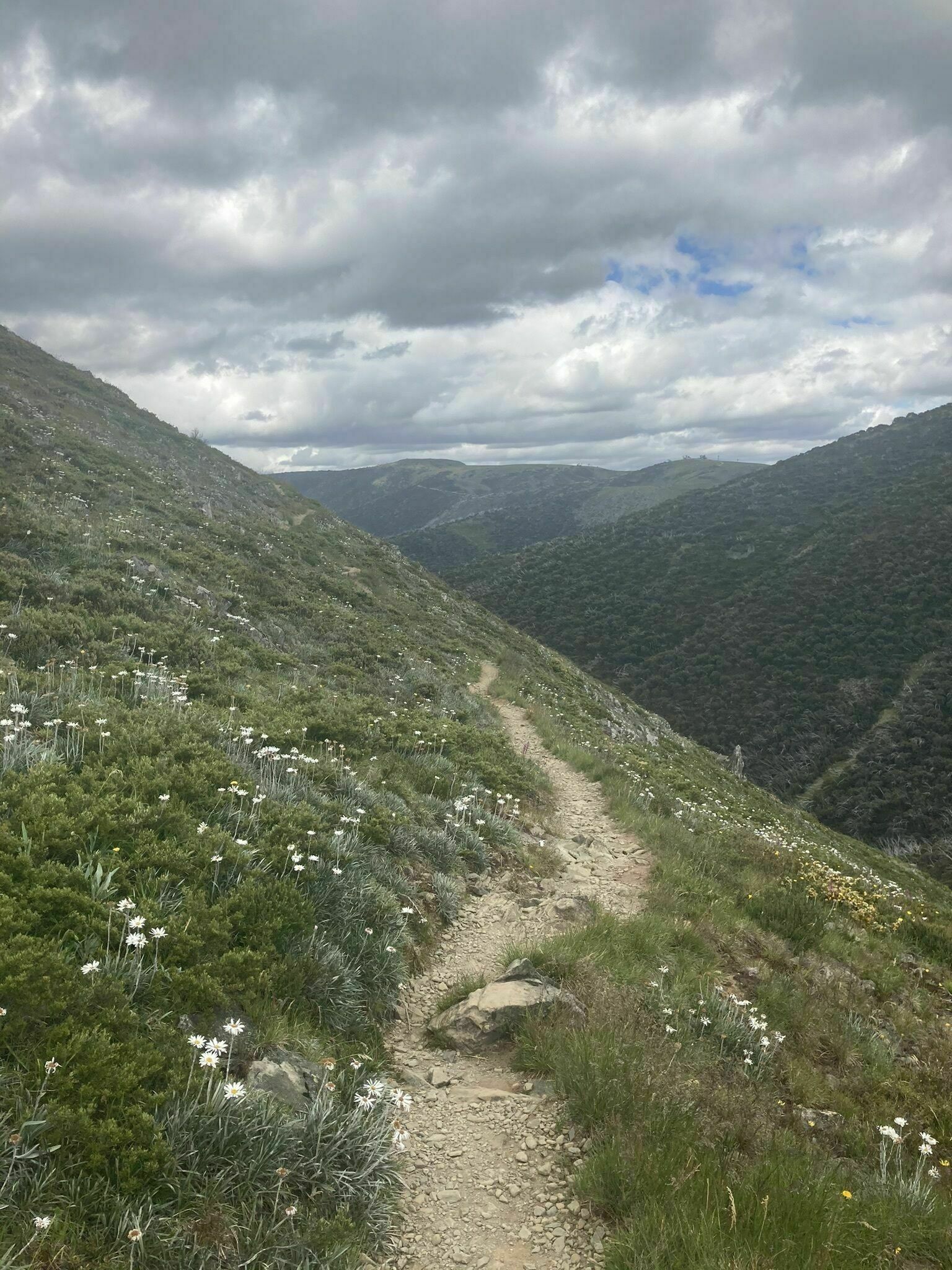 Mount Feathertop via The Razorback