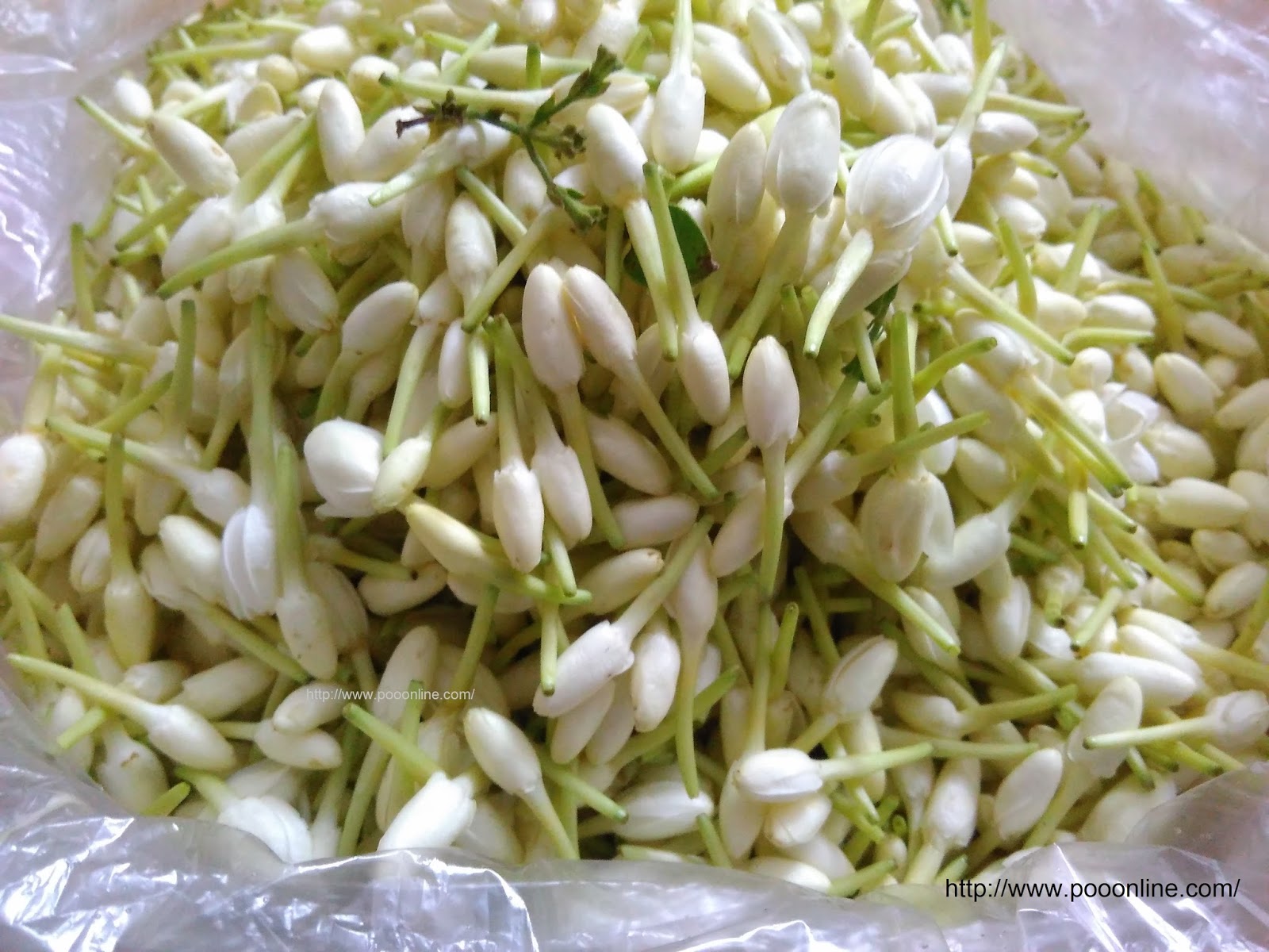 Buy Arumpu Mullai Poo Online Chennai | PooOnline.com - Buy Flowers and ...