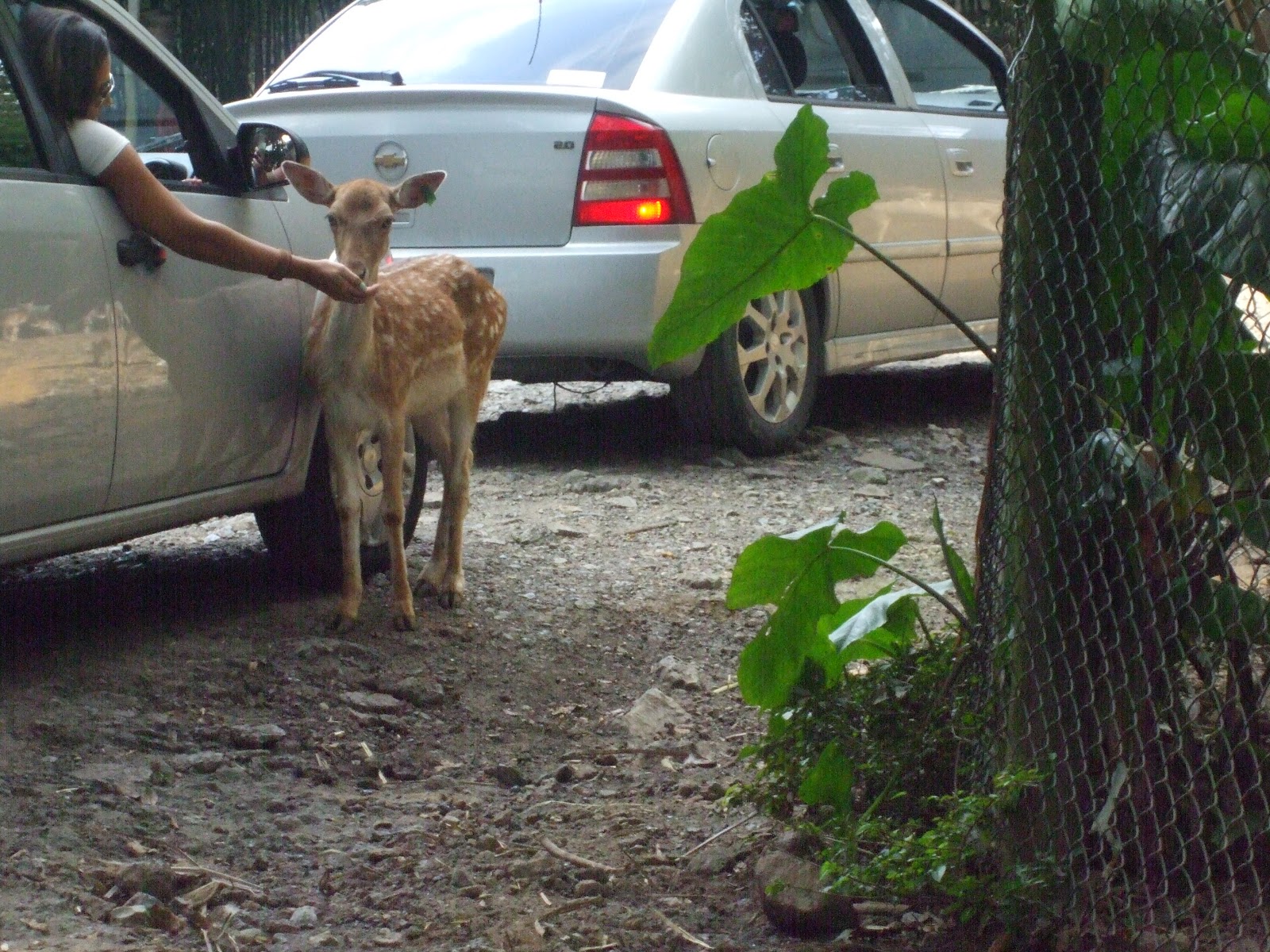 EU SOU DONA DE MIM: PASSEIO AO SIMBA SAFARI DE SÃO PAULO