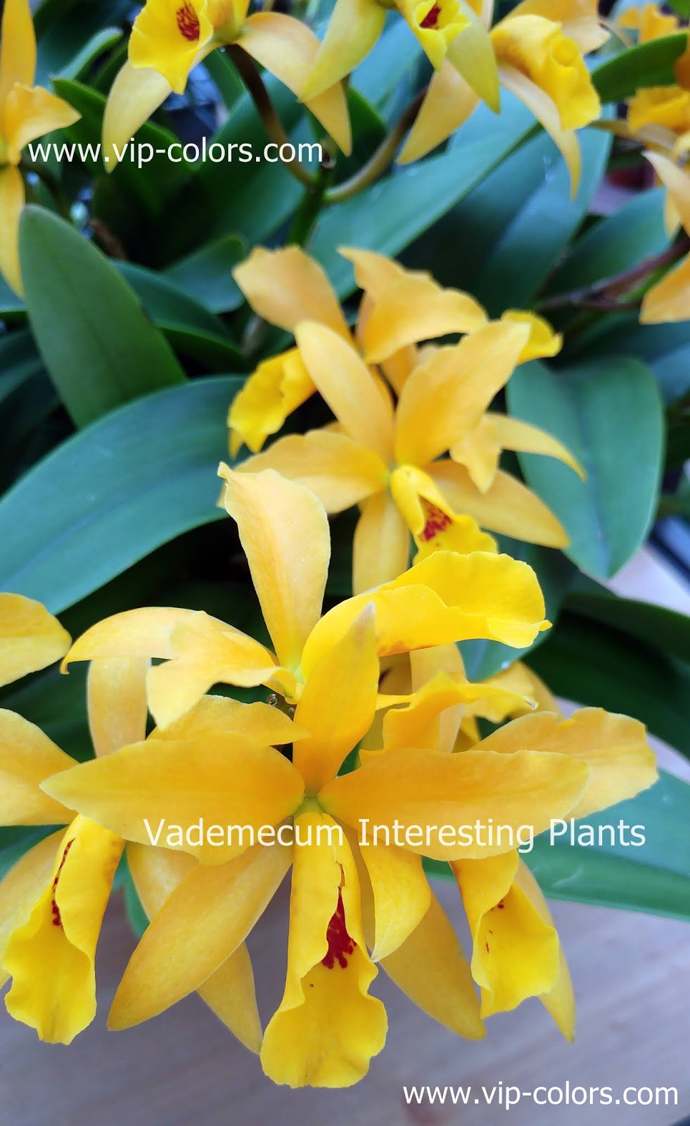 Vademecum Interesting Plants: Cattleya - Katleja (storczykowate)